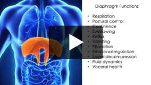 Touring the Diaphragm - Collaborative Pediatrics Edu